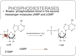 Phosphodiesterase là gì? Định nghĩa, cơ chế hoạt động của PDE