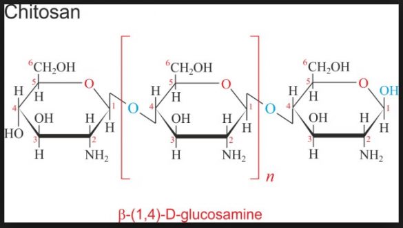 Chitin và Chitosan: Khái niệm, quy trình sản xuất và ứng dụng - Science ...